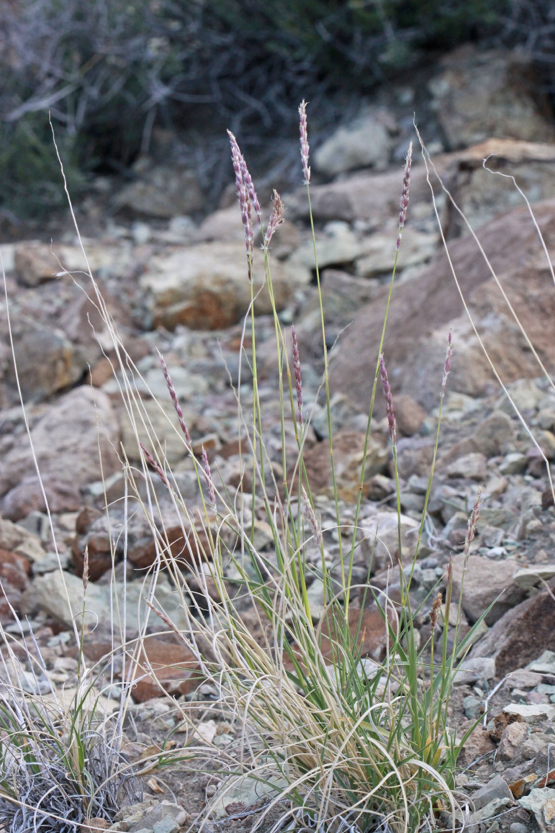 Hilaria jamesii - PictureThis