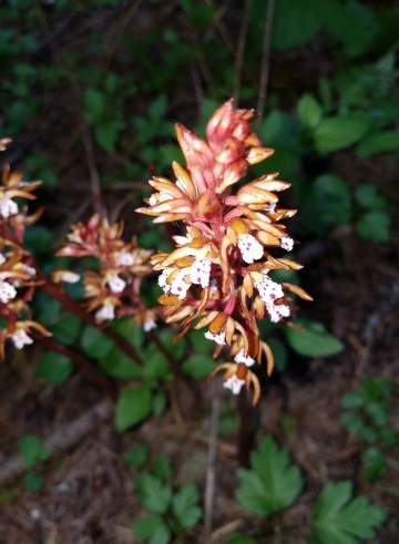 Spotted coralroot (Corallorhiza maculata) Flower, Leaf, Care, Uses ...