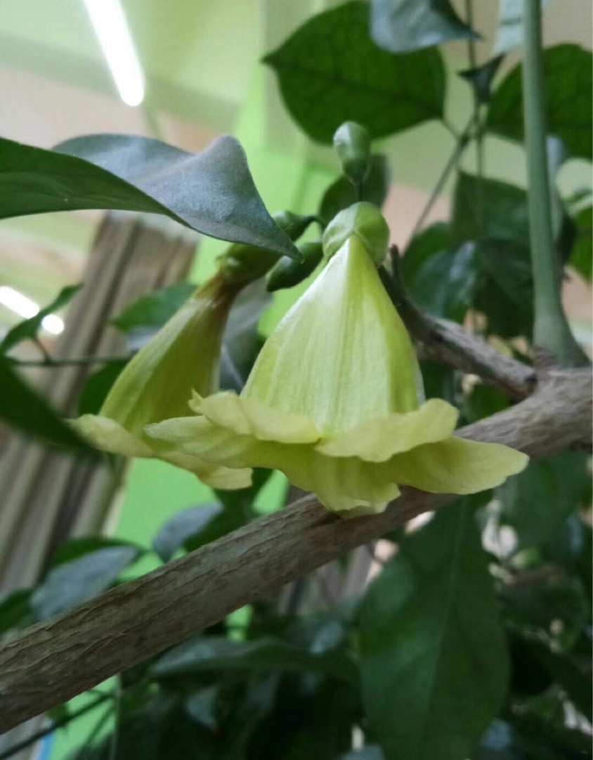 Radermachera hainanensis Flower, Leaf, Uses - PictureThis