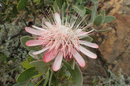 Protea punctata - PictureThis