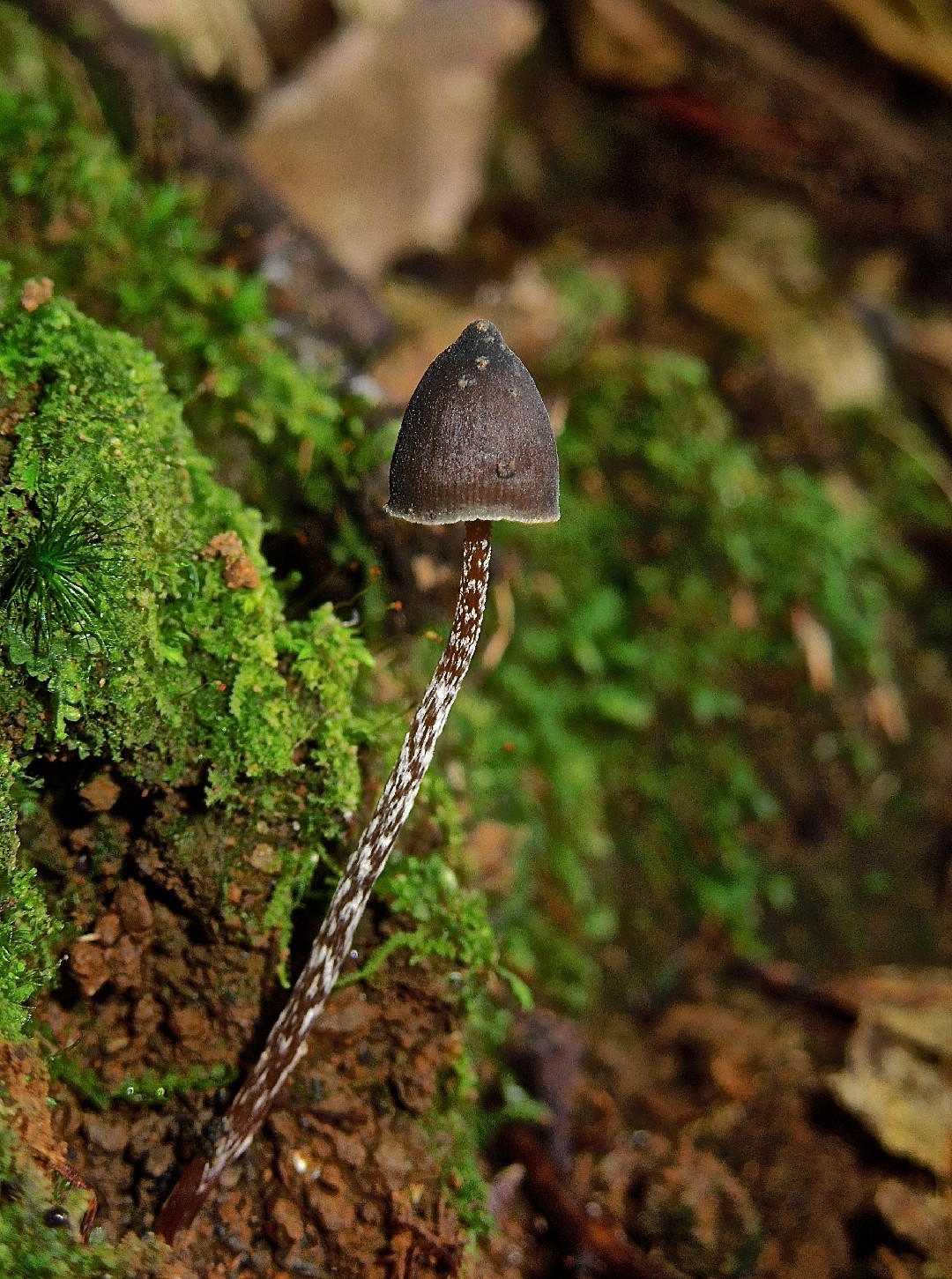 Psilocybe Care (Watering, Fertilize, Pruning, Propagation) - PictureThis