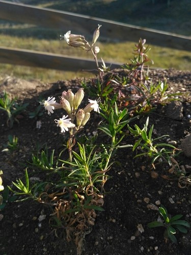 Silene repens - PictureThis