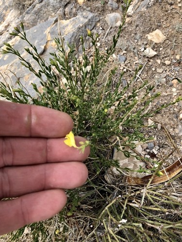 Rough menodora (Menodora scabra) Flower, Leaf, Care, Uses - PictureThis