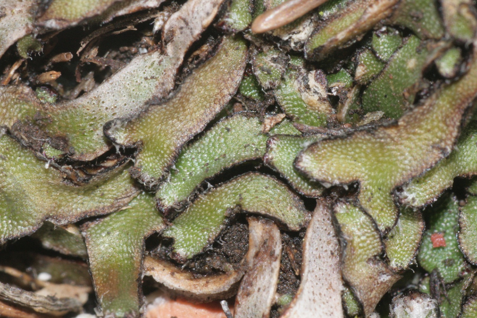 Mannia fragrans - PictureThis