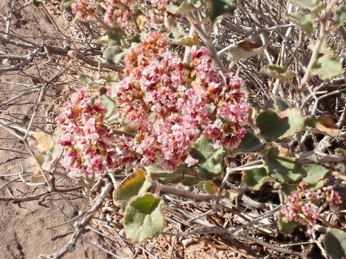 Crispleaf buckwheat (Eriogonum corymbosum) Flower, Leaf, Care, Uses ...