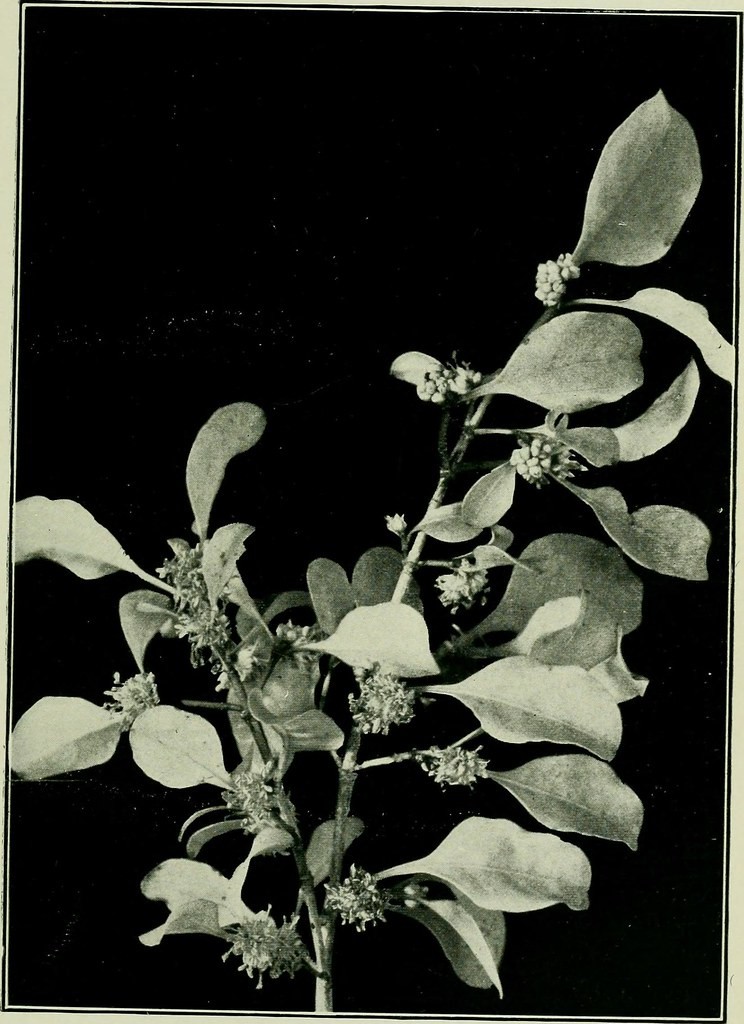 Coprosma spathulata Flower, Leaf, Care, Uses - PictureThis