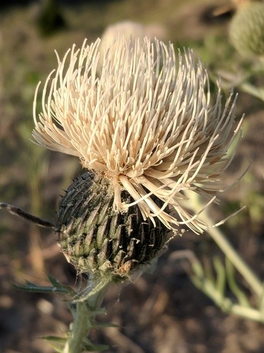 Cirsium pitcheri - PictureThis
