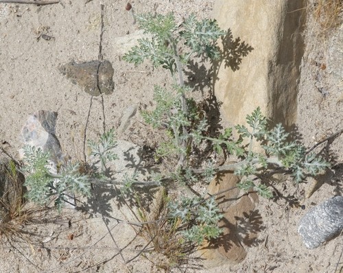 Flatspine bur ragweed (Ambrosia acanthicarpa) Flower, Leaf, Care, Uses ...