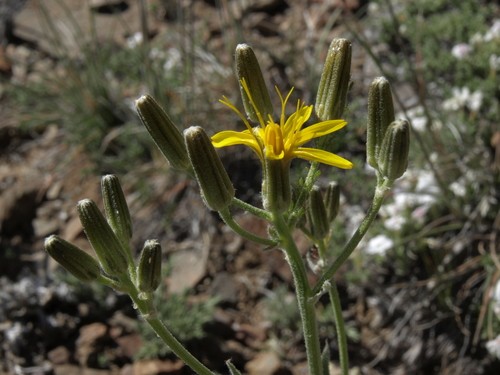 Crepis intermedia - PictureThis