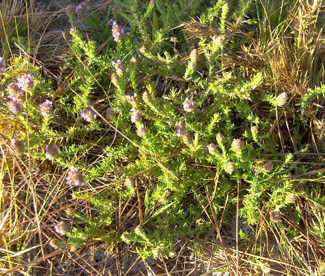 Piloblephis rigida 照顧，種植，繁殖，開花時間 - PictureThis