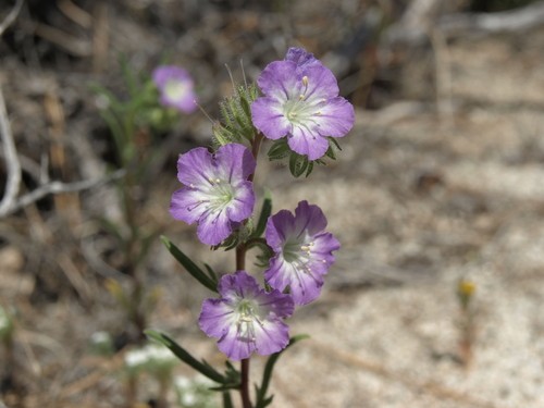 Threadleaf Phacelia (Phacelia linearis) Flower, Leaf, Care, Uses ...