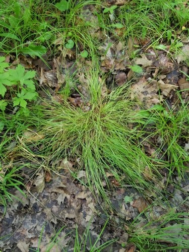 How to Plant and Grow Eastern star sedge(Carex radiata)