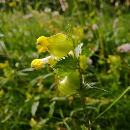 Rhinanthus serotinus - PictureThis