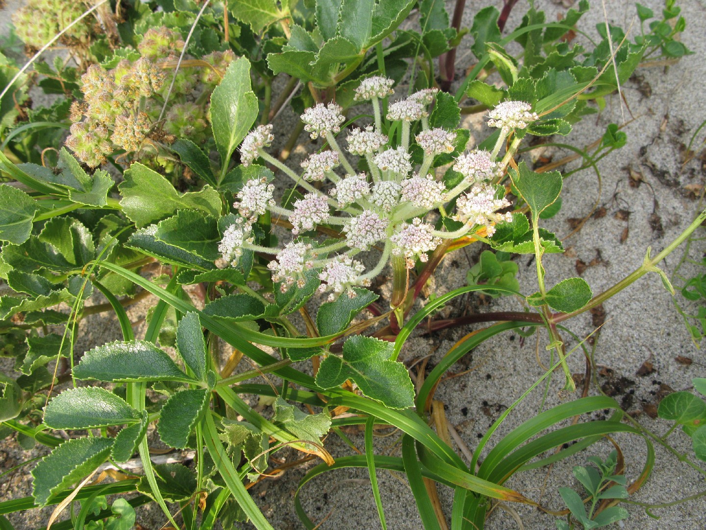 Glehnia littoralis - PictureThis