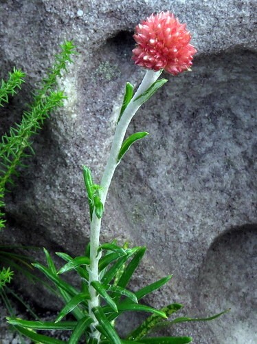 White everlasting (Anaxeton laeve) Flower, Leaf, Care, Uses - PictureThis