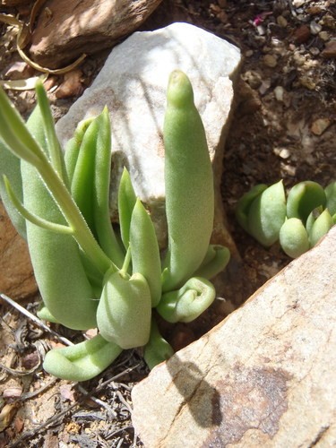 Tylecodon ventricosus Care (Watering, Fertilize, Pruning, Propagation ...