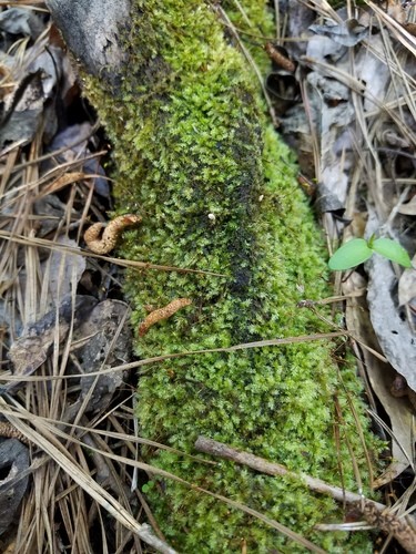 Isopterygium - PictureThis