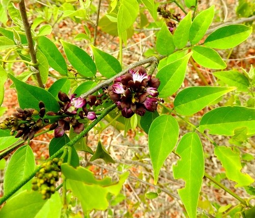 Cabo de hacha (Lonchocarpus lanceolatus) - PictureThis