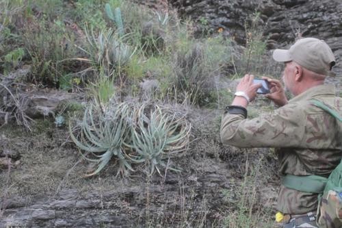 Hechtia podantha - PictureThis