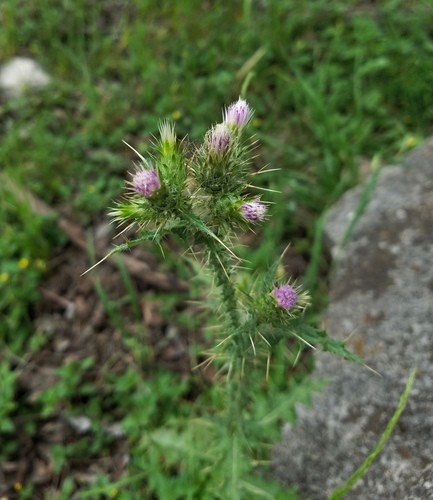 Cardo (Carduus tenuiflorus) - PictureThis