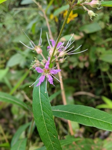 Decodon Flower, Leaf, Care, Uses - PictureThis