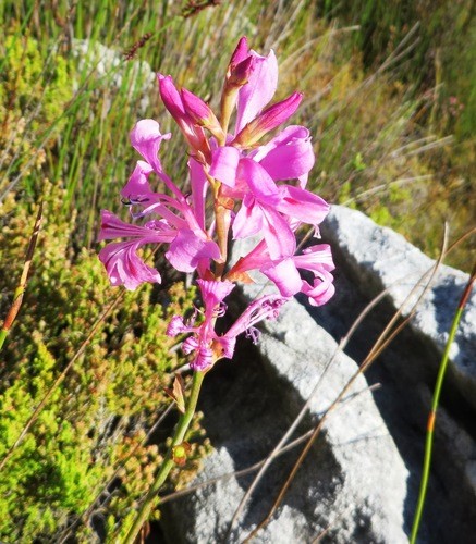 Tritoniopsis lata Flower, Leaf, Care, Uses - PictureThis