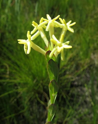 Gnidia oppositifolia - PictureThis