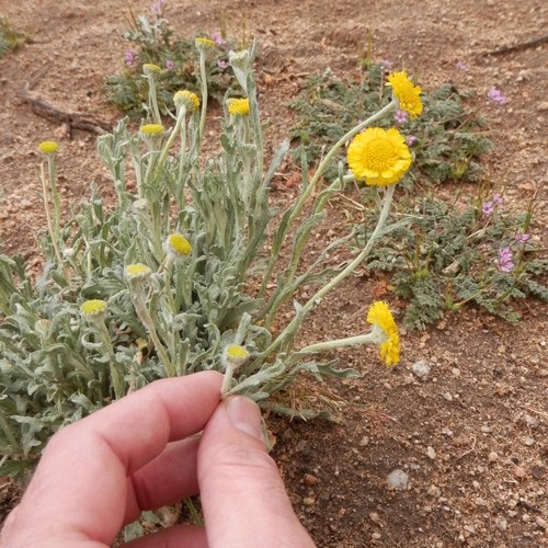 Baileya pleniradiata - PictureThis