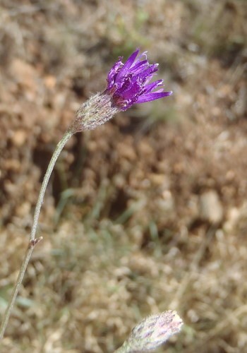 Polydora Care (Watering, Fertilize, Pruning, Propagation) - PictureThis