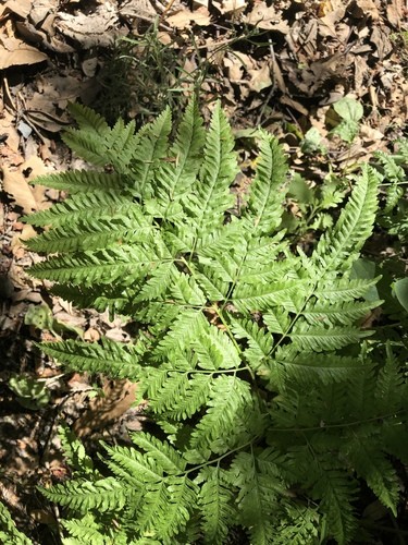 Pteris tremula - PictureThis