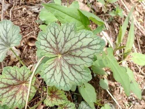 American alumroot (Heuchera americana) Flower, Leaf, Care, Uses ...