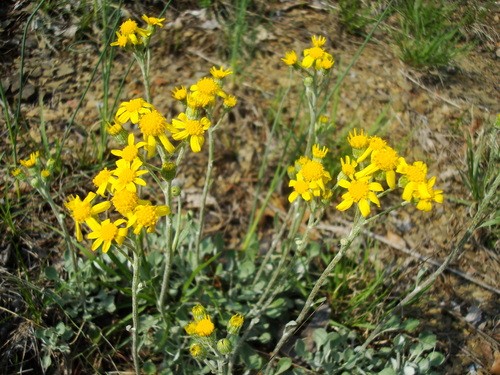 Shale barren ragwort (Packera antennariifolia) Flower, Leaf, Care, Uses ...