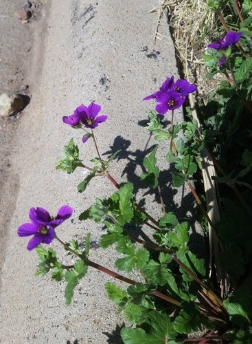 Texas stork's bill (Erodium texanum) Flower, Leaf, Care, Uses - PictureThis