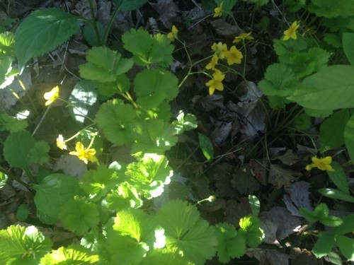 Geum fragarioides - PictureThis
