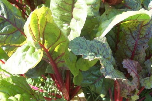 Bit Gula (Beta vulgaris) - PictureThis