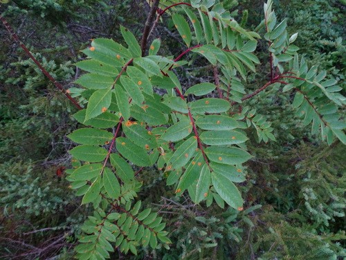 How to Plant and Grow Northern mountain ash(Sorbus decora)