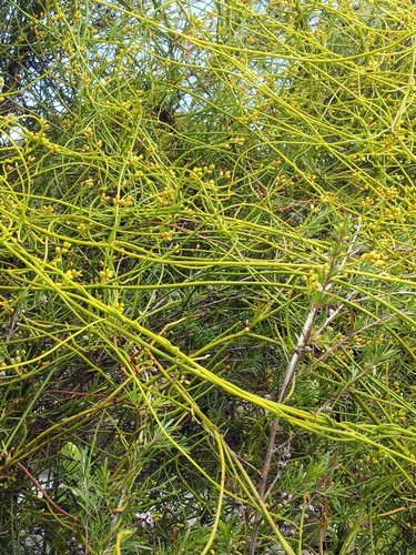 Mawhai Care (Watering, Fertilize, Pruning, Propagation) - PictureThis