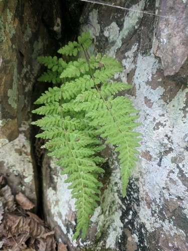 Cystopteris laurentiana - PictureThis