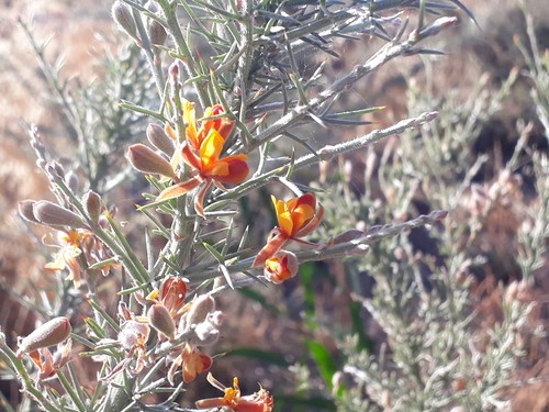 Jacksonia sternbergiana Flower, Leaf, Care, Uses - PictureThis