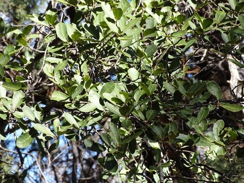 Encino blanco (Quercus arizonica) - PictureThis