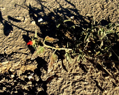 Sphaeralcea hastulata - PictureThis