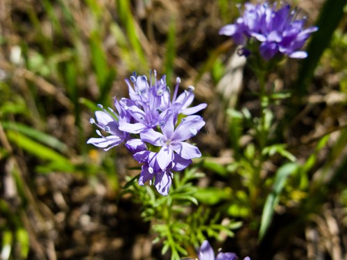 California gilia Care (Watering, Fertilize, Pruning, Propagation ...