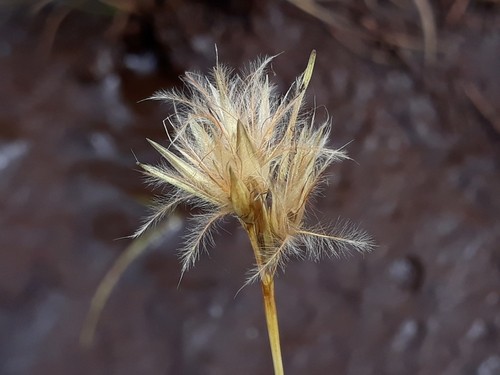 Carpha Care (Watering, Fertilize, Pruning, Propagation) - PictureThis