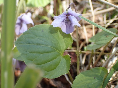 Viola epipsila - PictureThis
