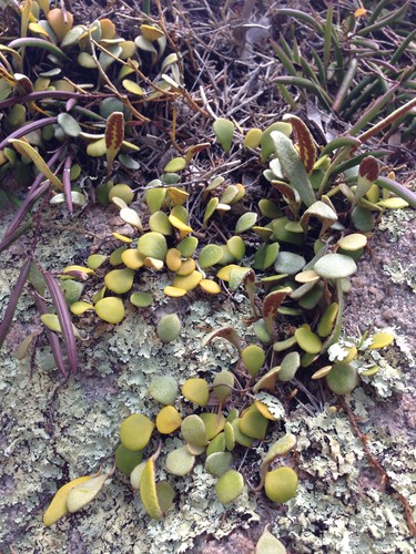 Pyrrosia rupestris - PictureThis