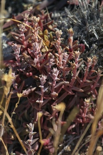 Dudleya abramsii subsp. parva 花言葉，毒性，よくある質問 - PictureThis