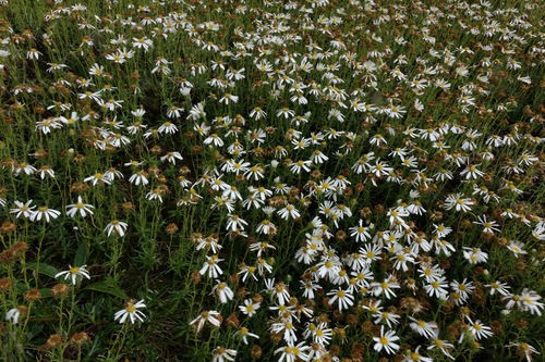 Celmisia walkeri - PictureThis