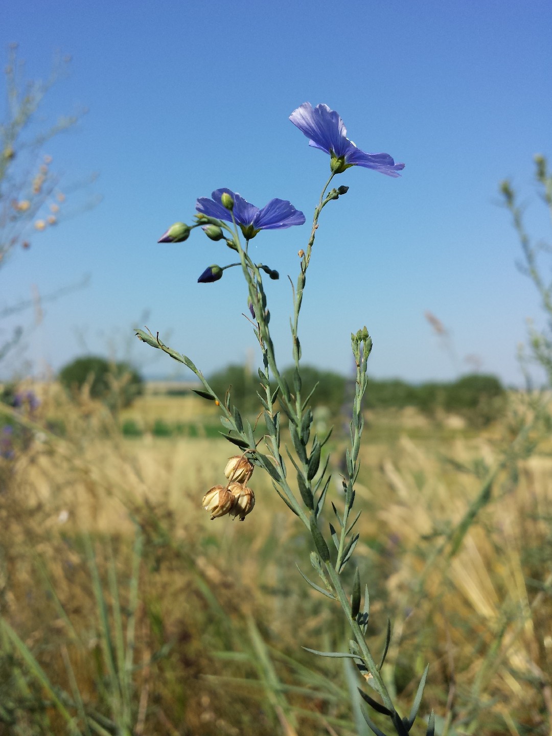 Österreichischer lein (Linum austriacum) - PictureThis