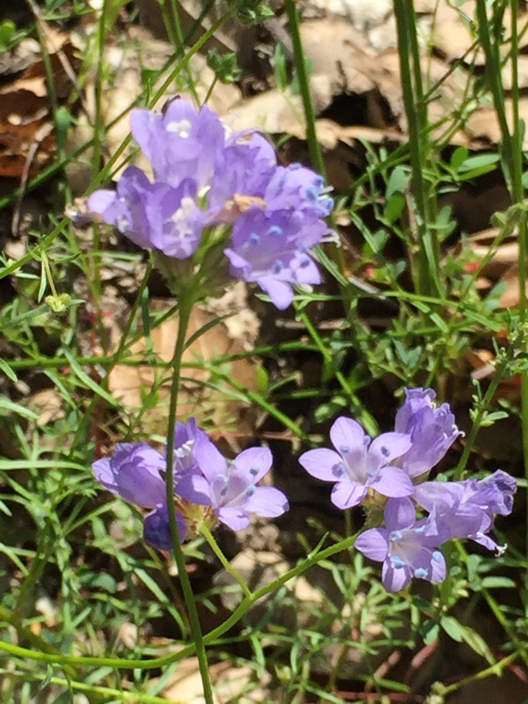 California gilia Care (Watering, Fertilize, Pruning, Propagation ...