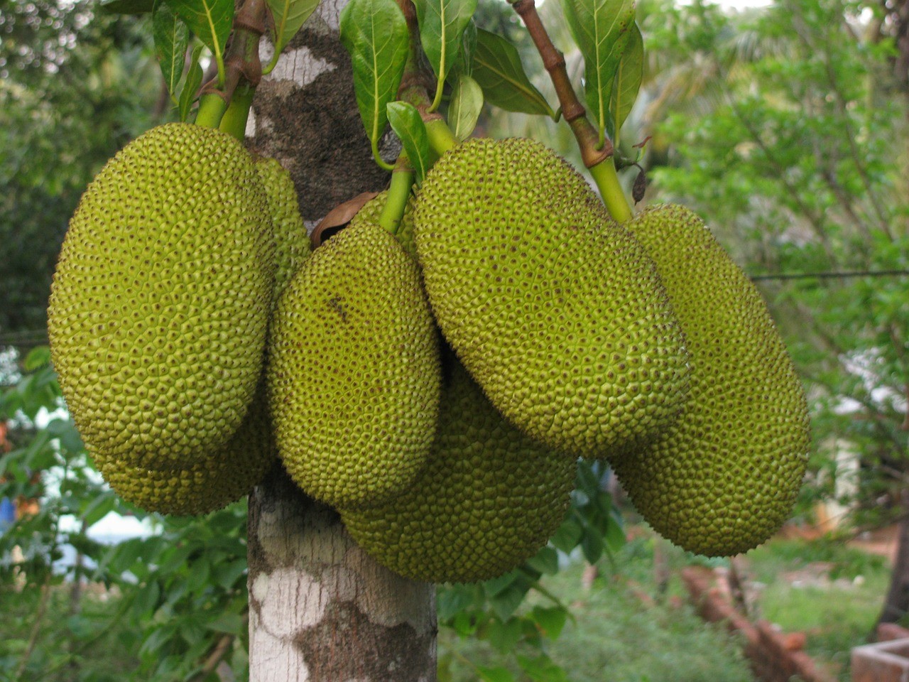 Artocarpus elasticus - PictureThis
